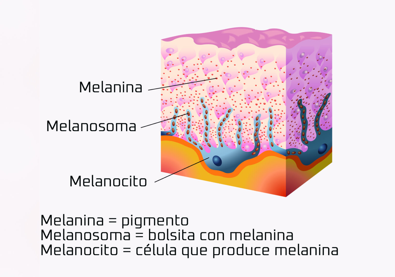 La Piel » SOLMANÍA